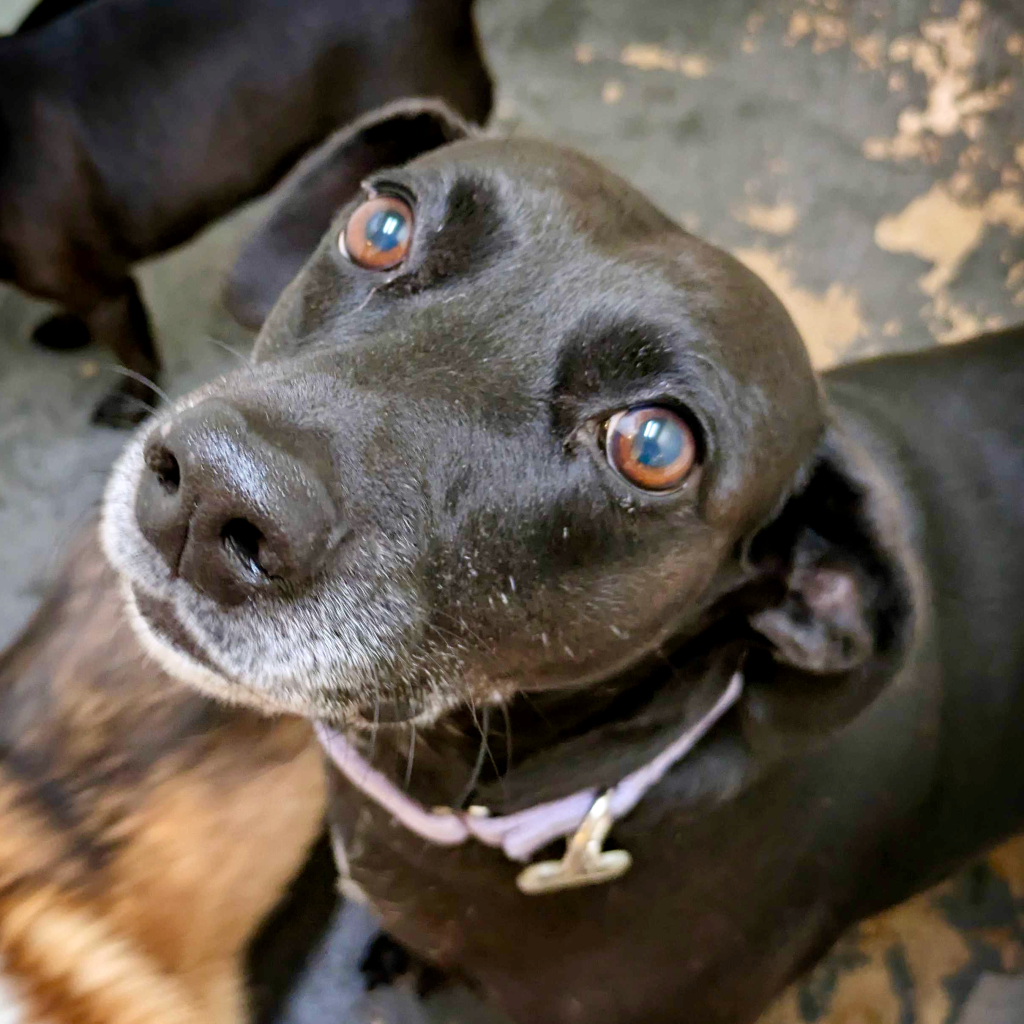 Dog Daycare and Boarding in Austin, TX | Austin Dogtown